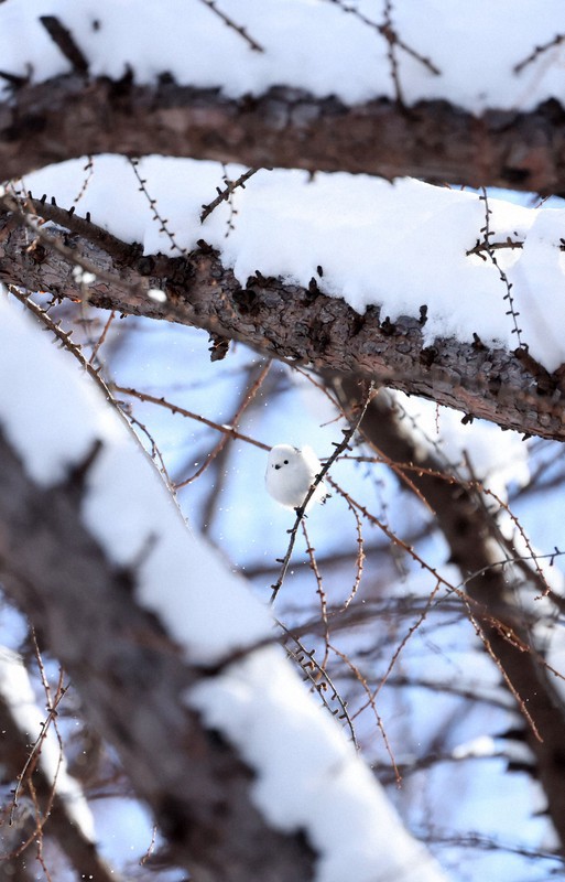 In Photos: 'Snow fairies' spotted in Hokkaido forest - The Mainichi