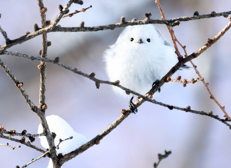Adorable 'shimaenaga' long-tailed tits flit through Hokkaido forest ...