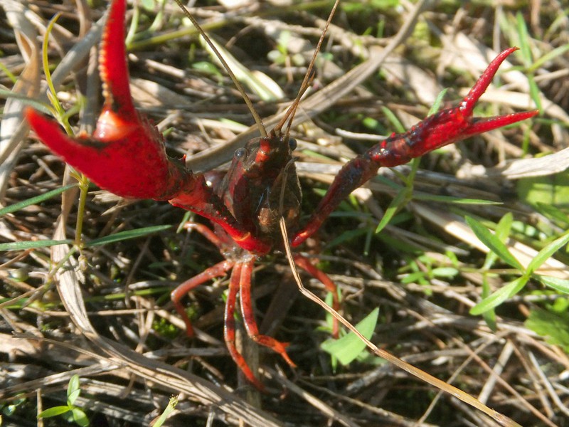 News Navigator: As Japan clamps down on invasive crayfish, turtles ...