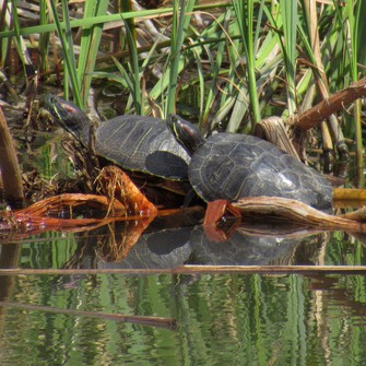 News Navigator: As Japan clamps down on invasive crayfish, turtles ...