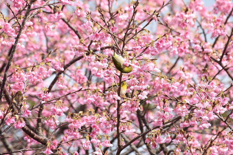 Taiwan cherry trees begin to bloom on Japan's Amami-Oshima Island - The ...