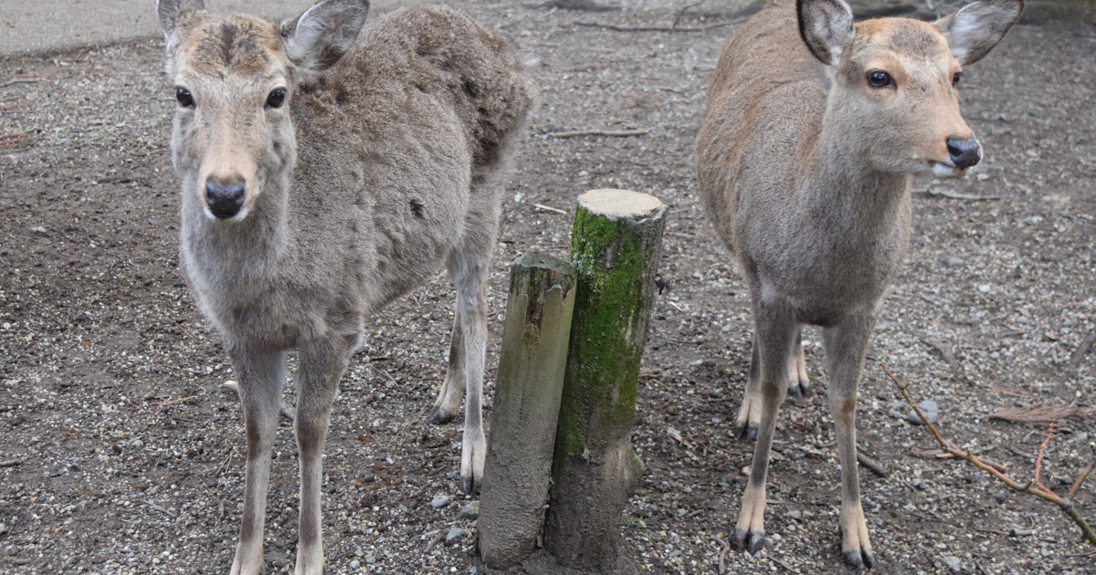 Protected for over 1,000 years, Nara's sacred deer differ genetically ...