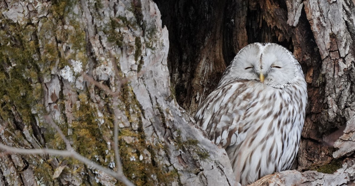 Japan Photo Journal: Ural owl caught dozing off in Hokkaido tree hollow - The Mainichi