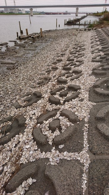 City near Tokyo seeks to ban dumping of oyster shells along river in ...