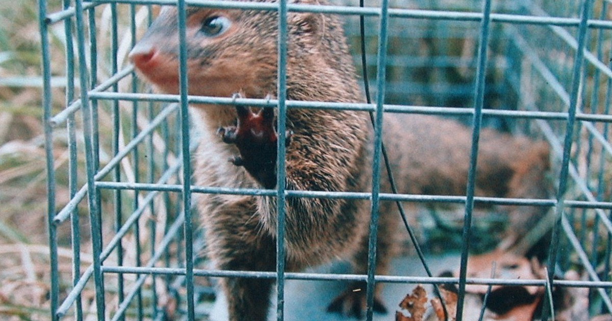 Japan island's invasive mongooses may be declared eradicated as early ...