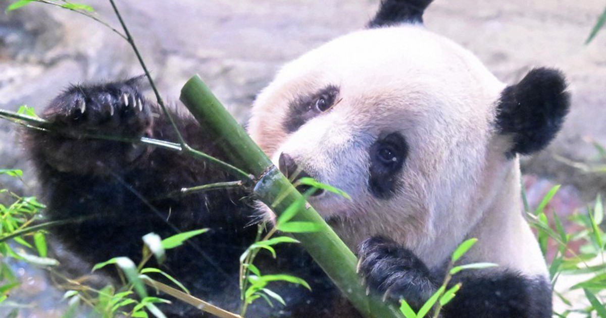 In Photos: People flock to see giant panda's last day at Tokyo zoo ...