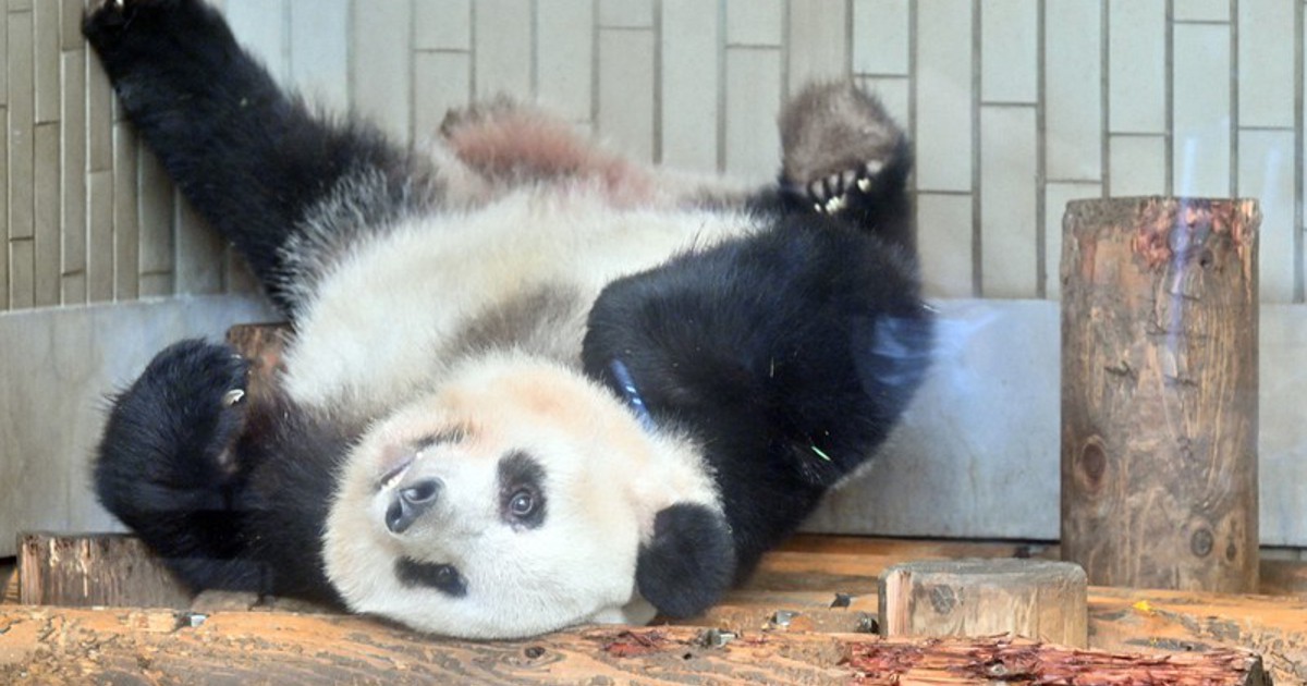 In Photos: People flock to see giant panda's last day at Tokyo zoo ...