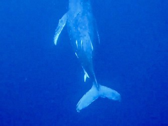 Diver films humpback whale birth off Amami-Oshima Island in Japan 1st ...