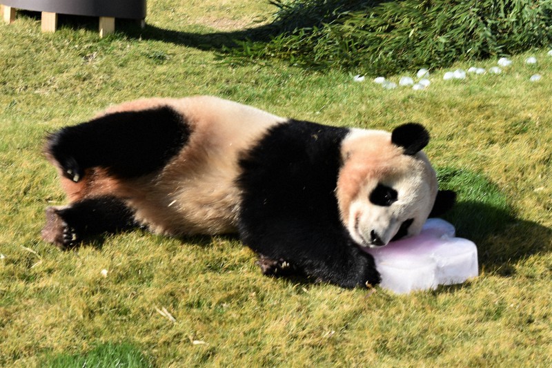 In Photos: Young panda receives icy gifts for annual girls' festival in ...