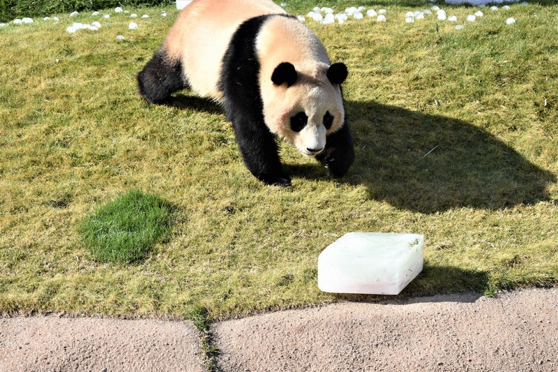 In Photos: Young panda receives icy gifts for annual girls' festival in ...
