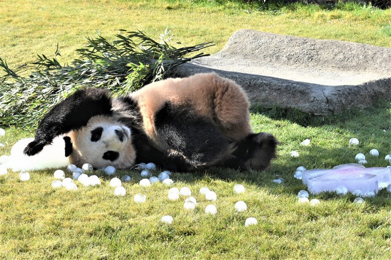 In Photos: Young panda receives icy gifts for annual girls' festival in ...