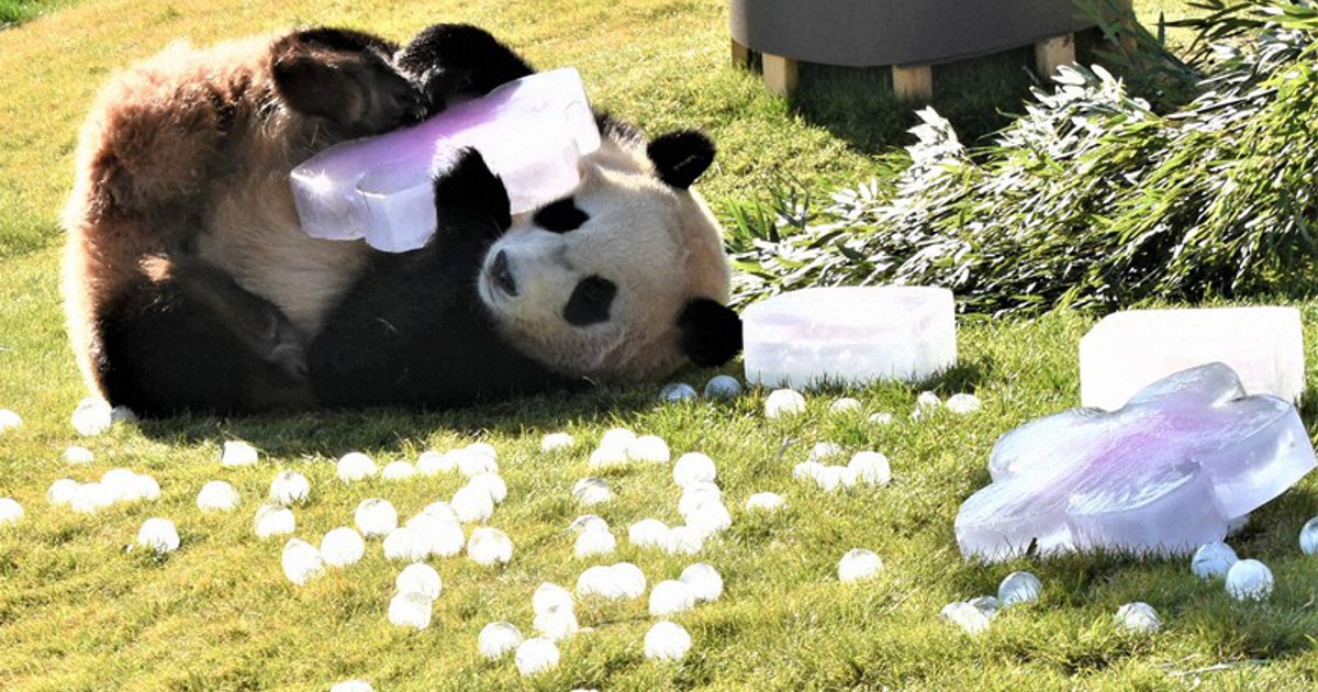 In Photos: Young panda receives icy gifts for annual girls' festival in ...