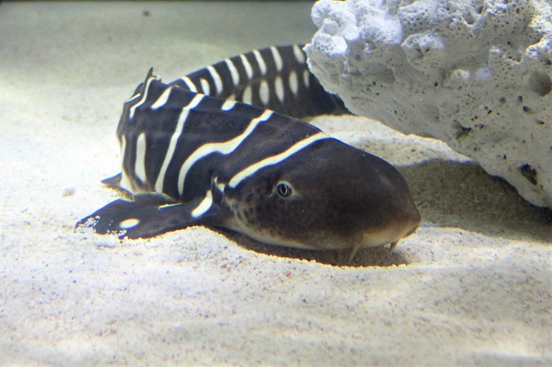 Rare asexually reproduced baby shark on display at east Japan aquarium ...