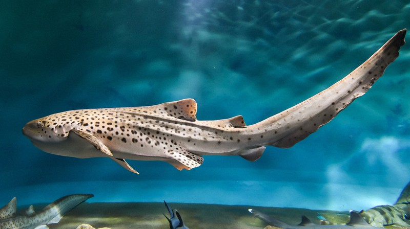 Rare asexually reproduced baby shark on display at east Japan aquarium ...