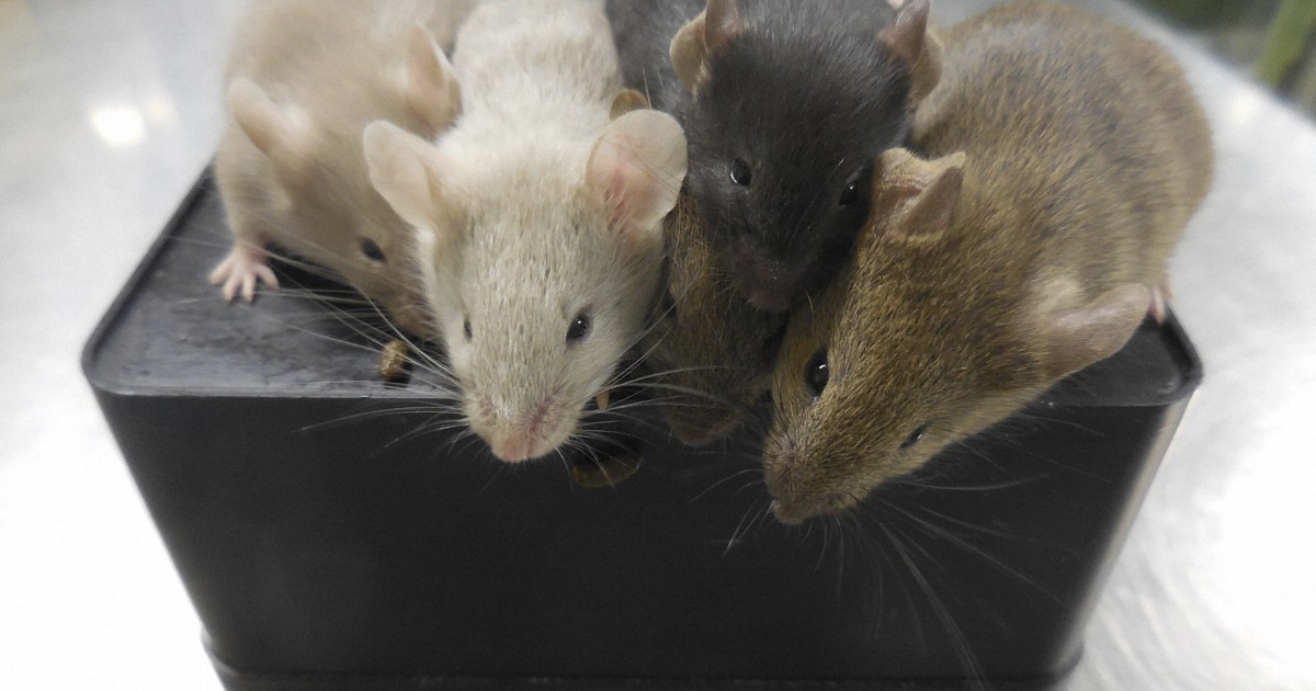 Japan scientists create mice with cells from 2 males for 1st time - The ...