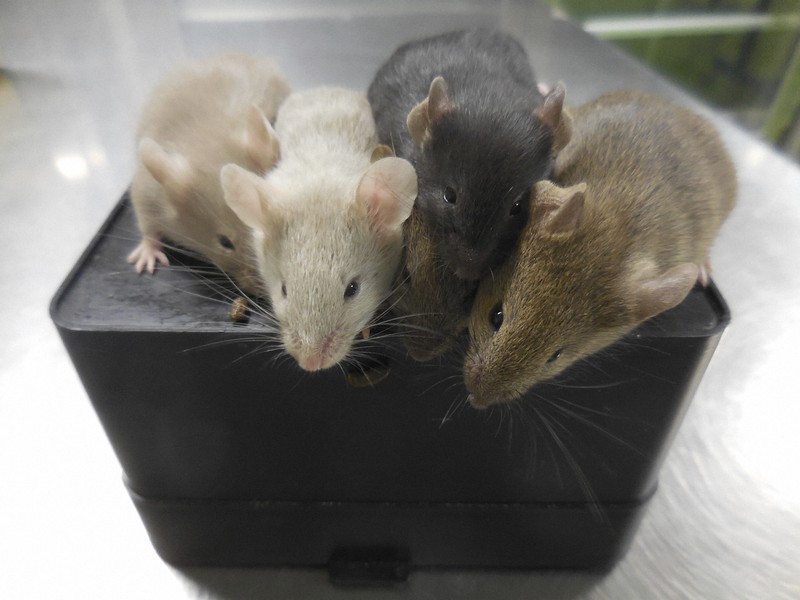 Japan scientists create mice with cells from 2 males for 1st time - The ...