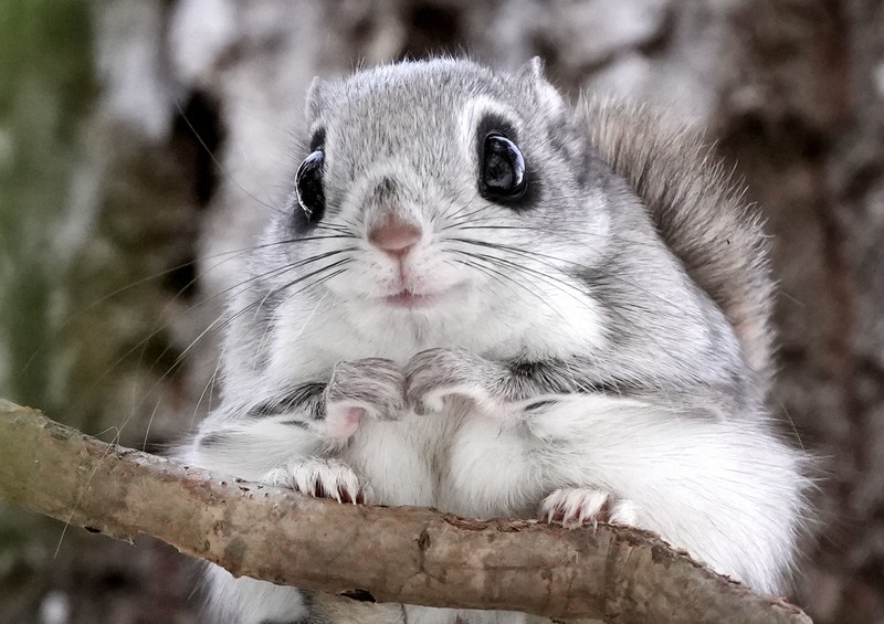 振りまくのは愛?あいきょう? エゾモモンガ、両手で「ハート」 | ガールズちゃんねる - Girls Channel