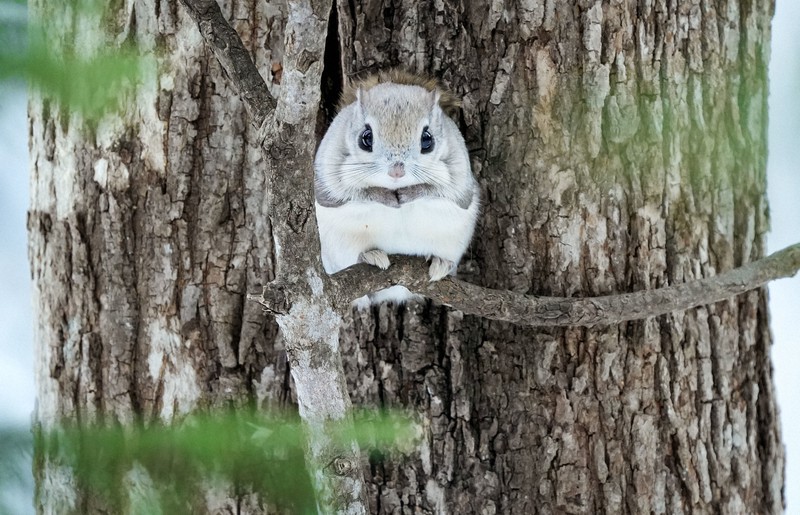 In Photos: Ezo flying squirrels enjoy buffet breakfast in Hokkaido ...