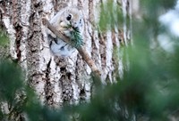 In Photos: Ezo flying squirrels enjoy buffet breakfast in Hokkaido ...
