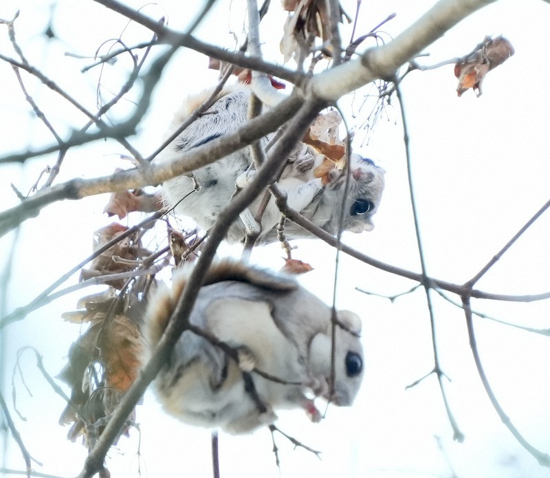 In Photos: Ezo flying squirrels enjoy buffet breakfast in Hokkaido ...