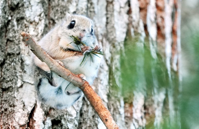 In Photos: Ezo flying squirrels enjoy buffet breakfast in Hokkaido ...