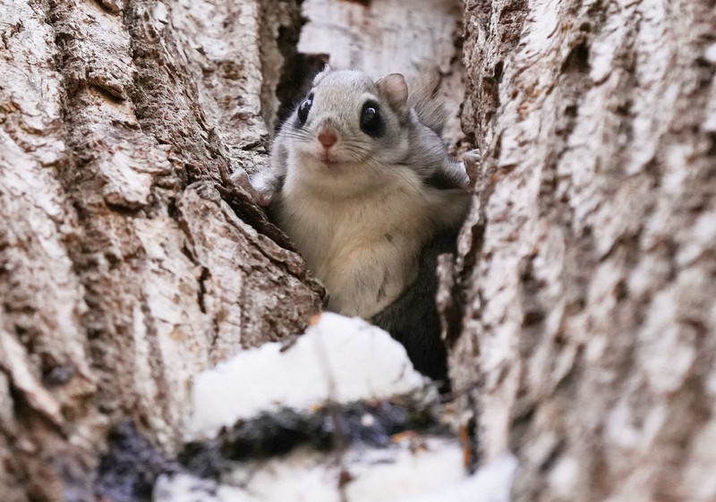 In Photos: Ezo flying squirrels enjoy buffet breakfast in Hokkaido ...