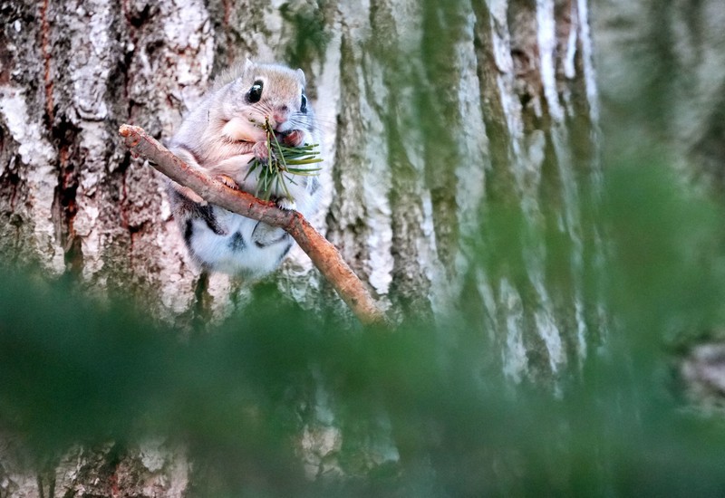 In Photos: Ezo flying squirrels enjoy buffet breakfast in Hokkaido ...
