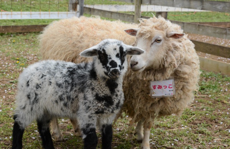 Dalmatian-like black-and-white spotted lamb born on farm near Tokyo ...