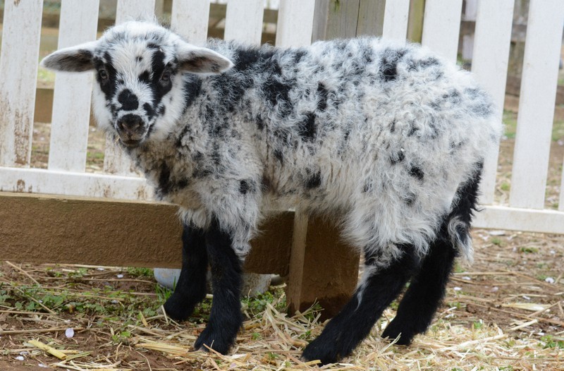 Dalmatian-like black-and-white spotted lamb born on farm near Tokyo ...