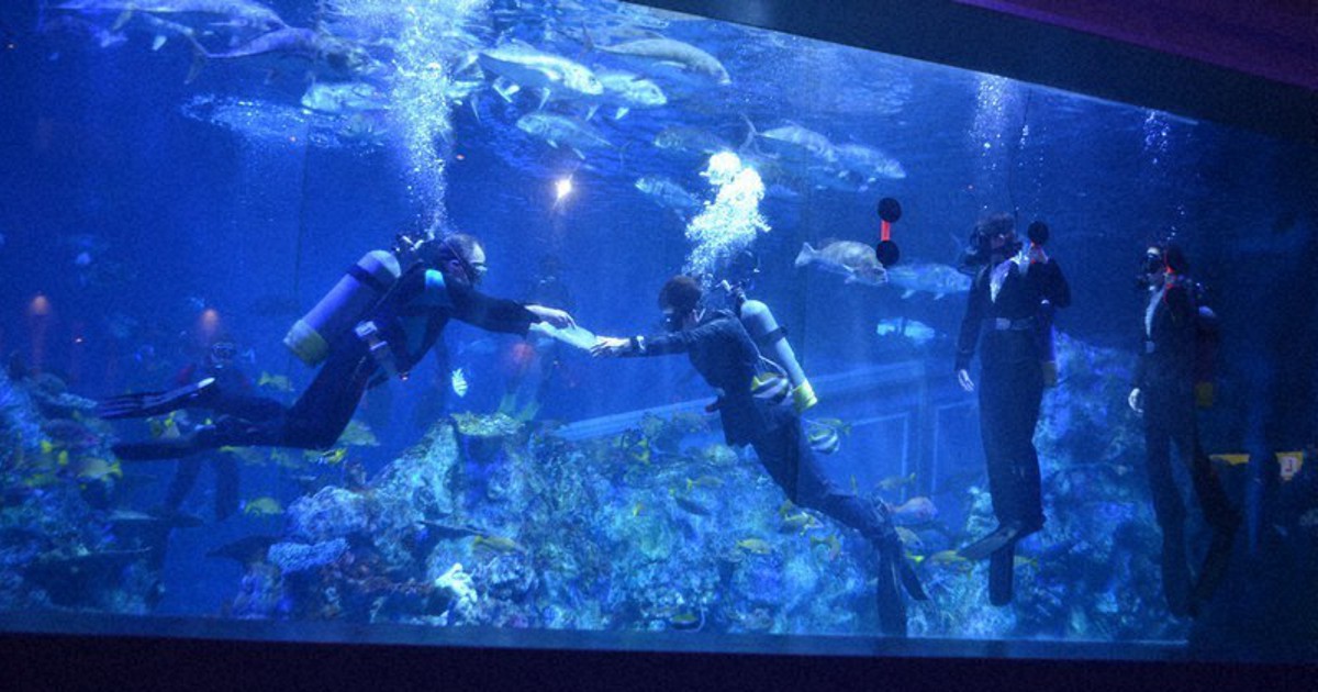 New staff get underwater entrance ceremony at Japan aquarium - The Mainichi