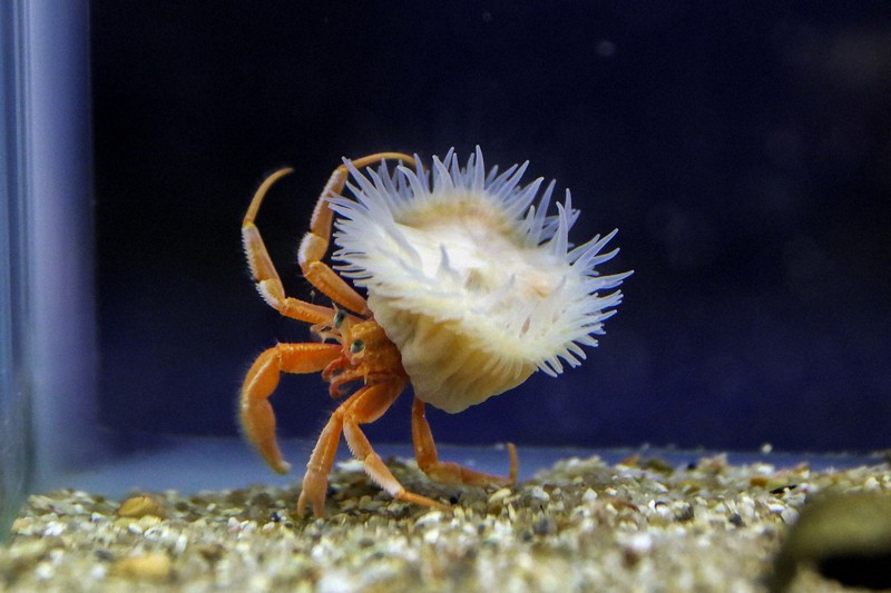 Japan aquarium's hermit crab-dwelling anemone named among world's top ...
