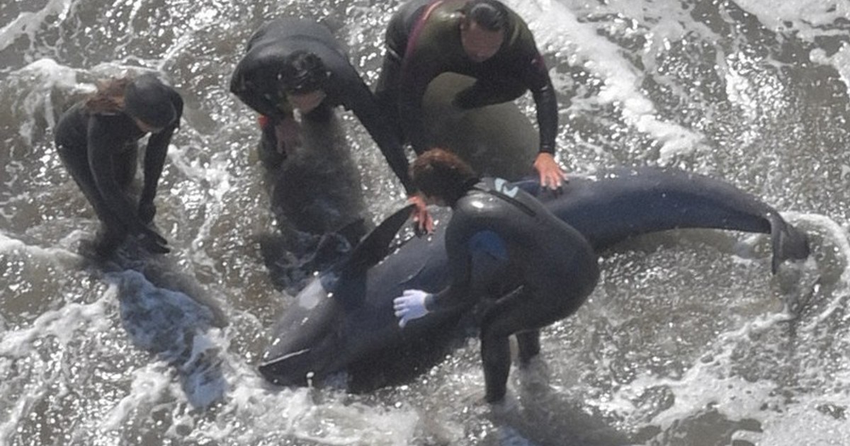 In Photos: Dolphins washed ashore on east Japan beach - The Mainichi