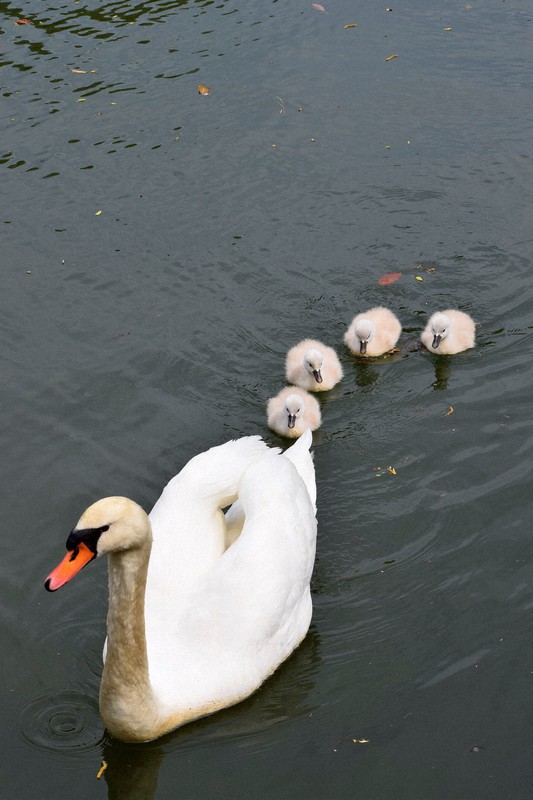 In Photos: Newborn mute swan chicks swim at English garden in southwest ...