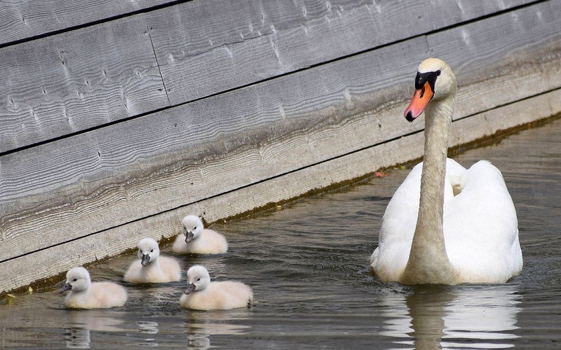 In Photos: Newborn mute swan chicks swim at English garden in southwest ...