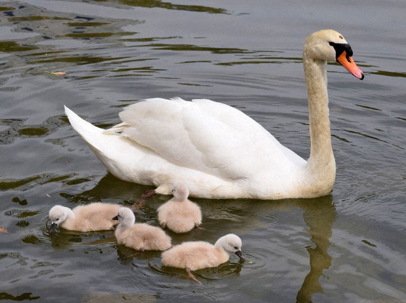 In Photos: Newborn mute swan chicks swim at English garden in southwest ...