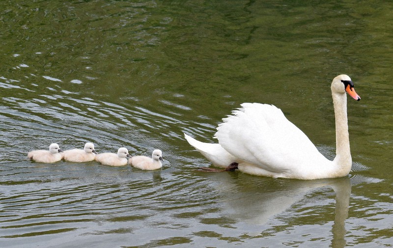 Japan Photo Journal: Mute swan hatchlings grace Japanese univ.'s ...