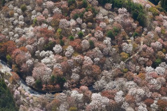 Japan mountainside blanketed in the many pinks of 30,000 cherry trees ...