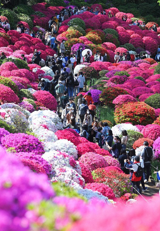 In Photos: 3,000 colorful azaleas at Tokyo shrine draw crowds - The ...