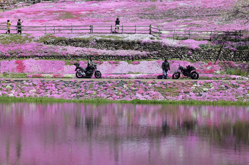 Pink flowers bloom early to create cotton candy landscape at central ...