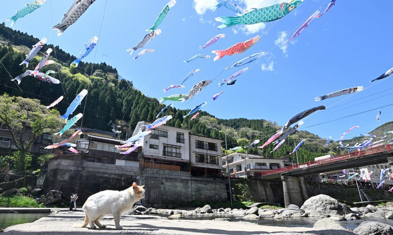 In Photos: Carp streamers, curious cat captured in southwest Japan ...