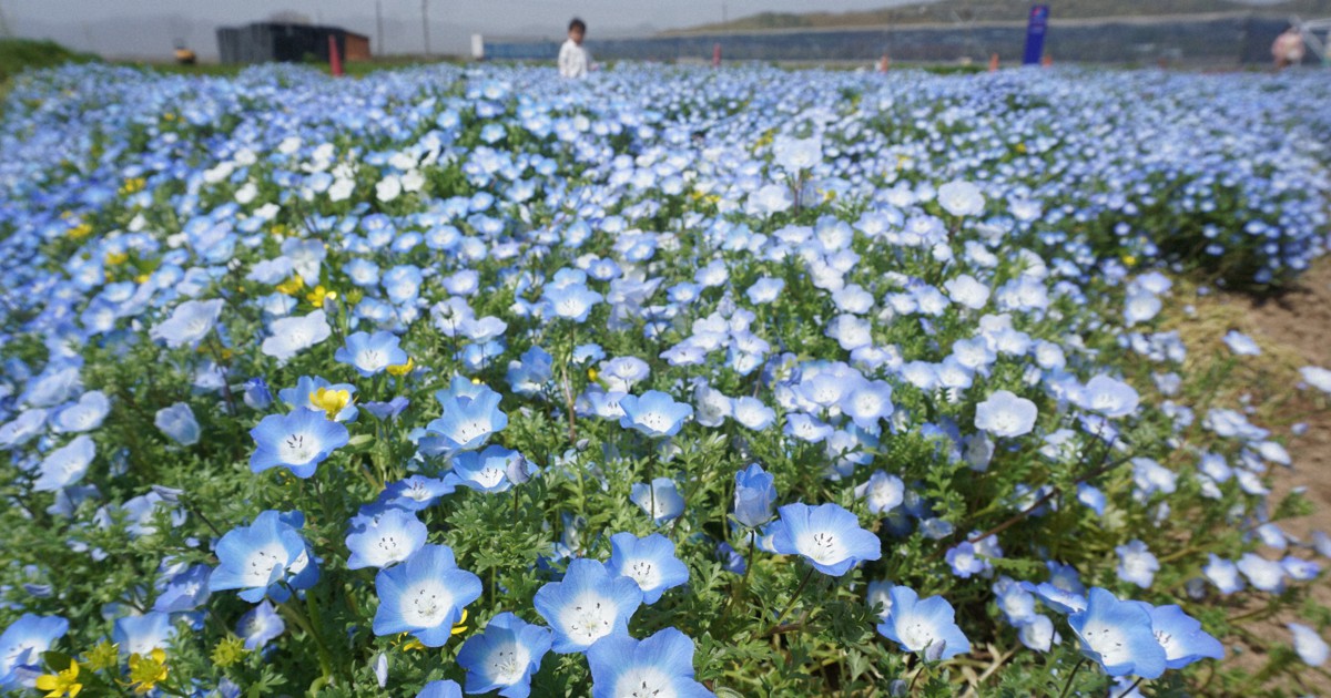 The 26th Mainichi Haiku Contest - The Mainichi