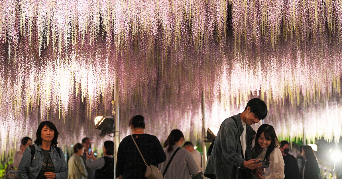 Flowers of 350 illuminated wisteria trees pour down from night sky ...