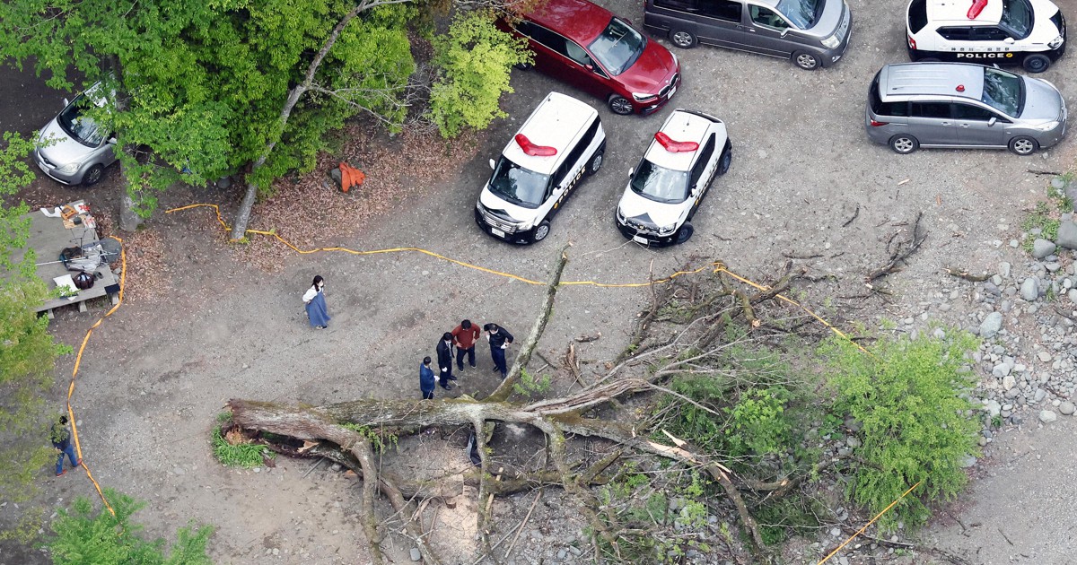 After fatal tree fall at campsite near Tokyo, experts share danger ...