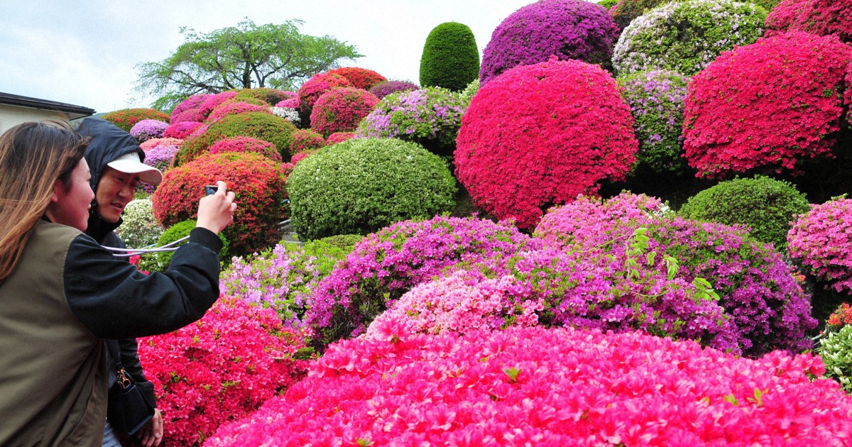Japan Photo Journal: Nagano Pref. azalea festival in full bloom - The ...