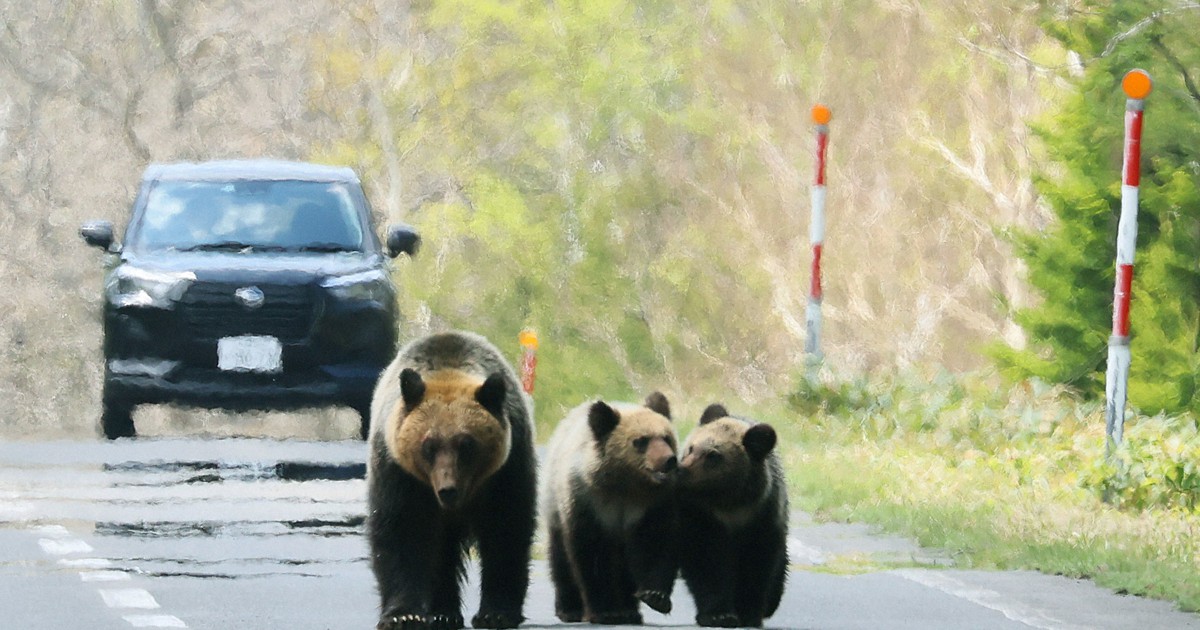 Hokkaido issues 'bear warning' after multiple sightings reported - The ...