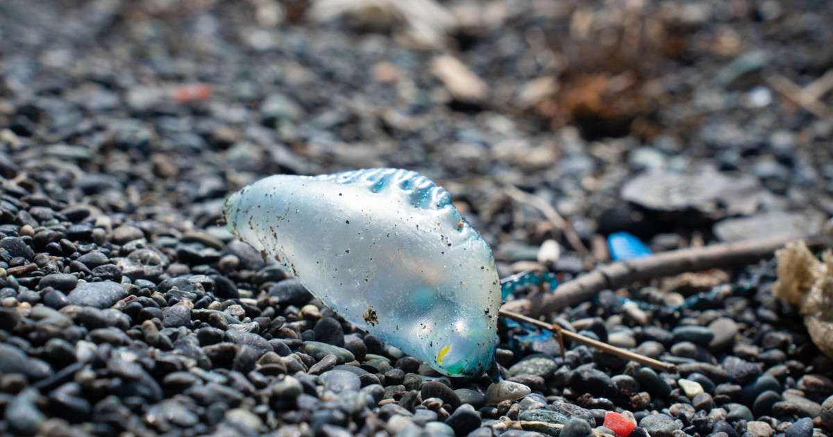 Watch out! Dangerous creatures washing ashore on Japan's east coast ...