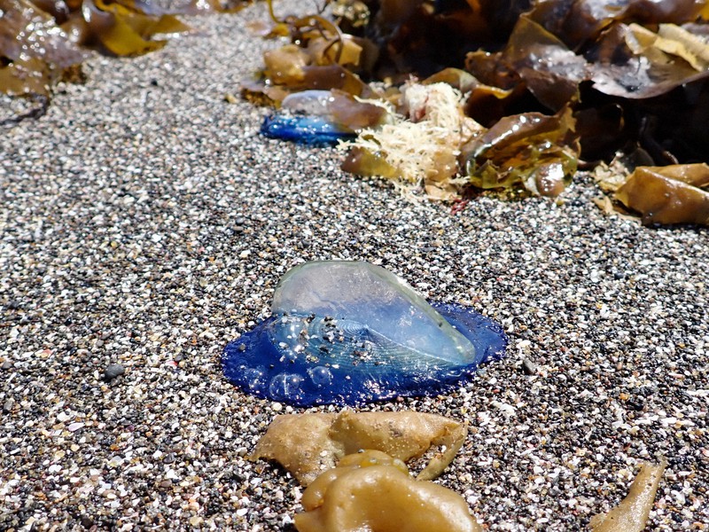 Watch out! Dangerous creatures washing ashore on Japan's east coast ...