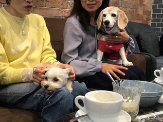 Animal lovers call for 'pet leave' benefits among Japanese firms - The ...