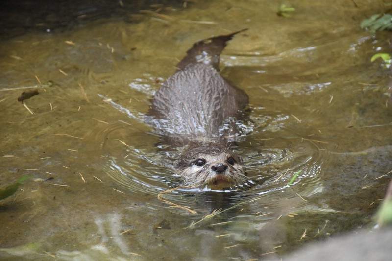 Japan experts warn of the dangers of keeping 'cute' small-clawed otters ...