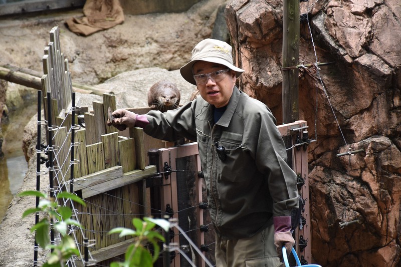 Japan experts warn of the dangers of keeping 'cute' small-clawed otters ...